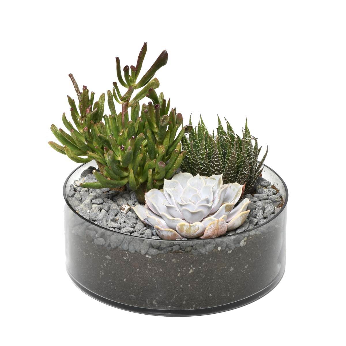 Order Cactus and Terrariums for Vancouver Delivery | Adele Rae Florist ...