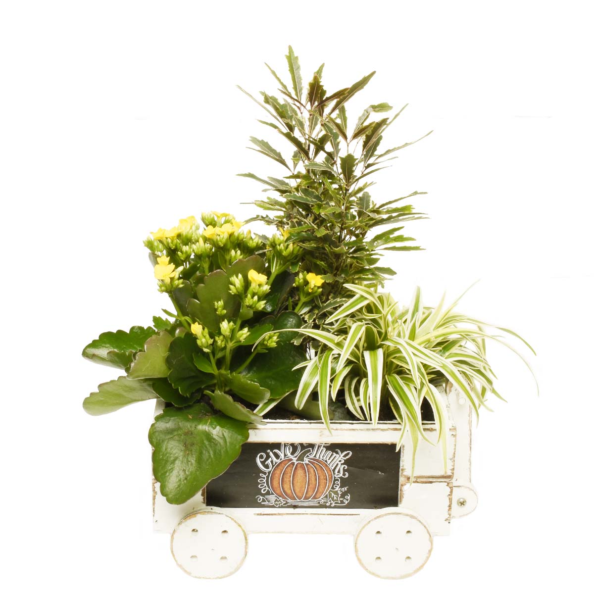 在不列顛哥倫比亞省伯納比市購買開花植物禮品，由 Adele Rae Florists 提供 – Adeleraeflorist