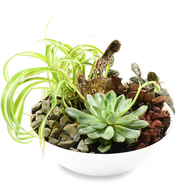 Shop our houseplant gifts delivered to Metro Vancouver | Adele Rae ...