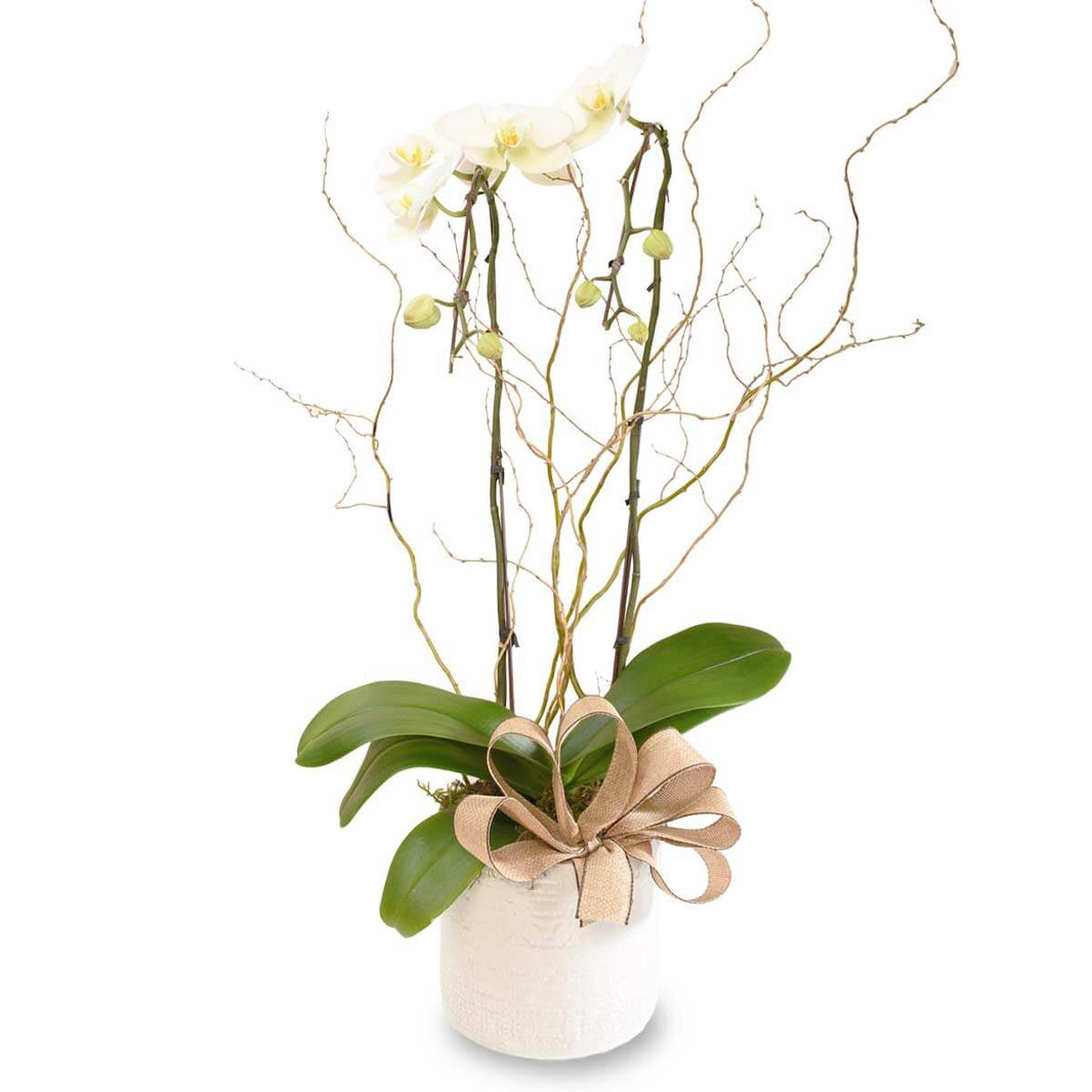 Plant Shop in Burnaby | Delivery in the Lower Mainland | Adele Rae ...